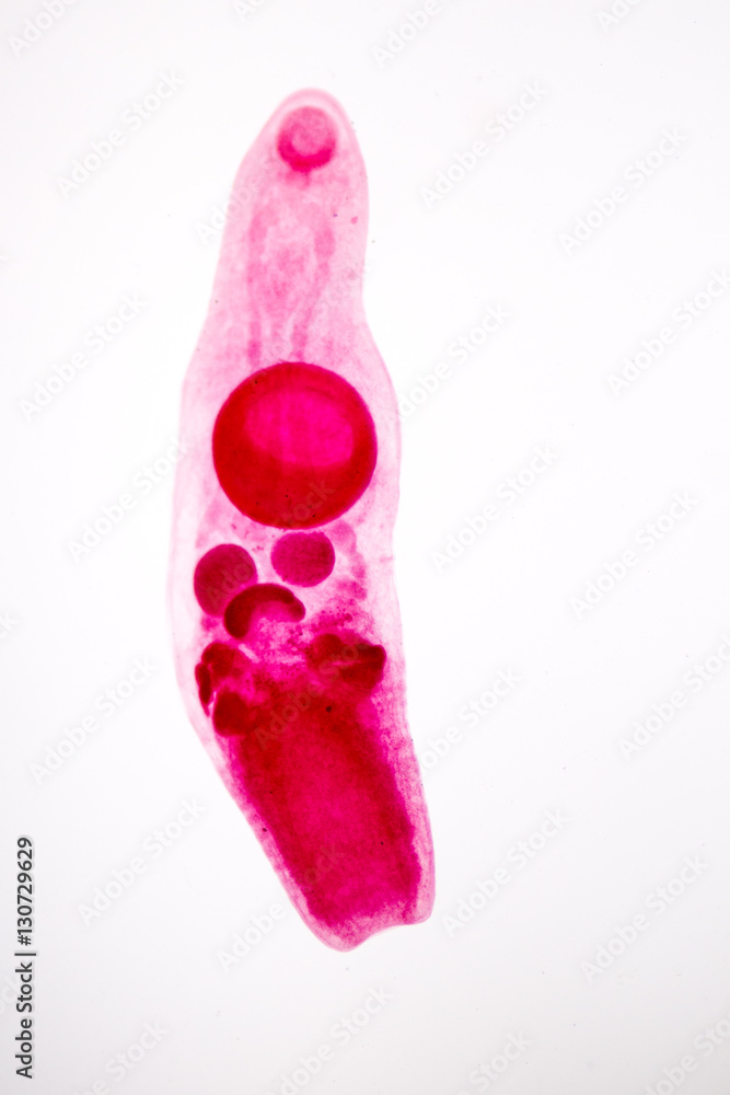 parasite on slide under microscope view. Stock Photo | Adobe Stock
