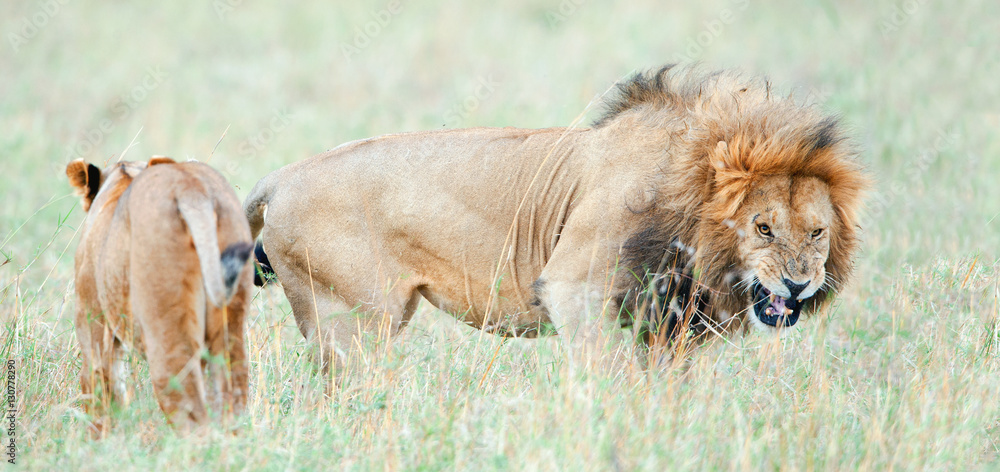 Lion's grin. Lion is becomes angry. The lion (Panthera leo nubica ...