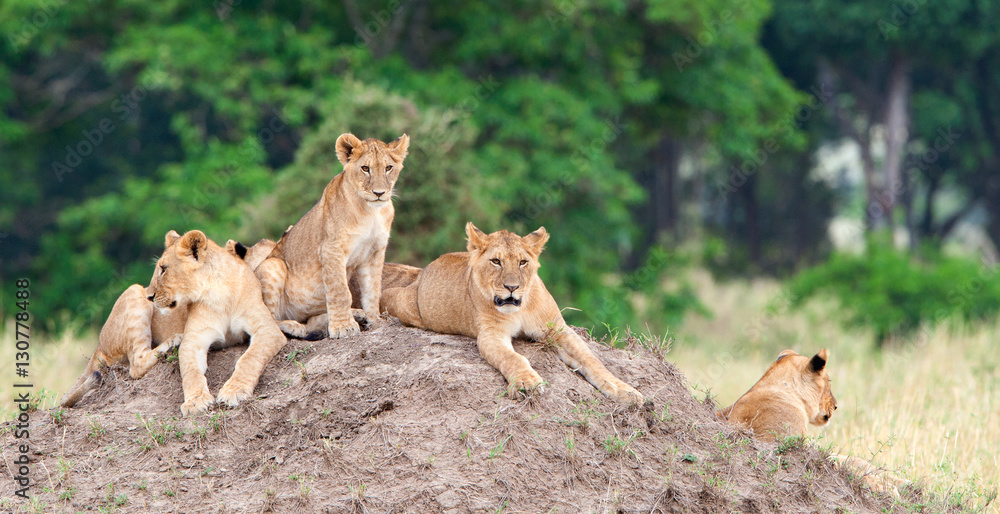 Group of young lions on the hill. The lion (Panthera leo nubica), known ...