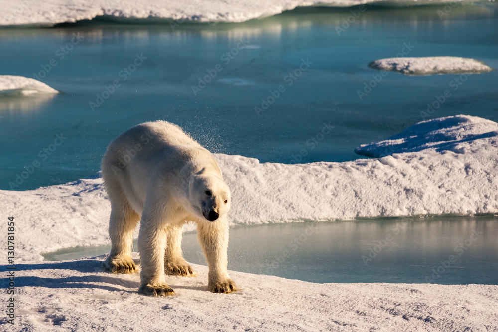 Shivering Polar Bear