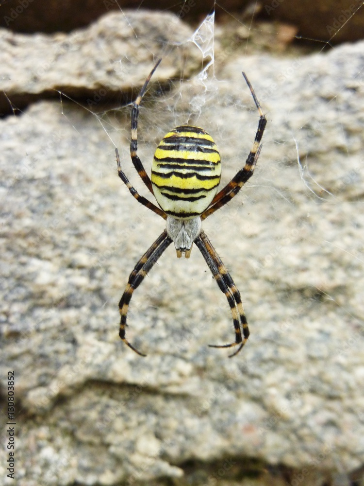 Wespenspinne (Argiope bruennichi, auch Zebraspinne, Tigerspinne oder ...