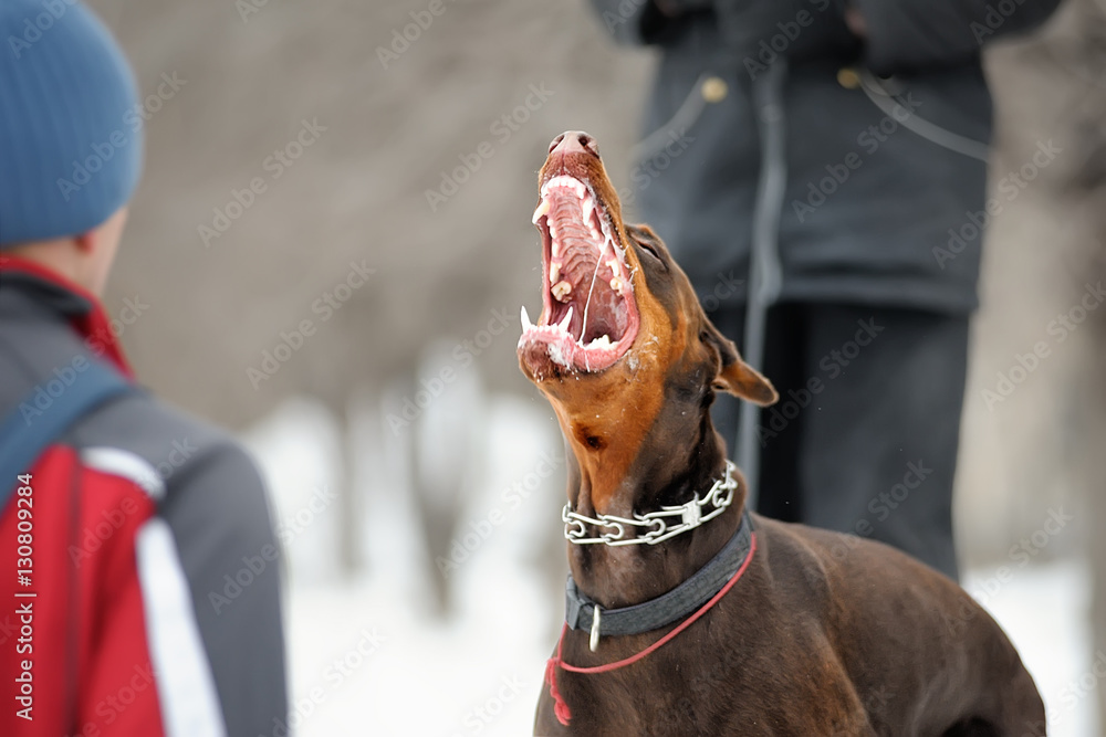 angry dangerous doberman dog protection barking attacks Stock Photo ...