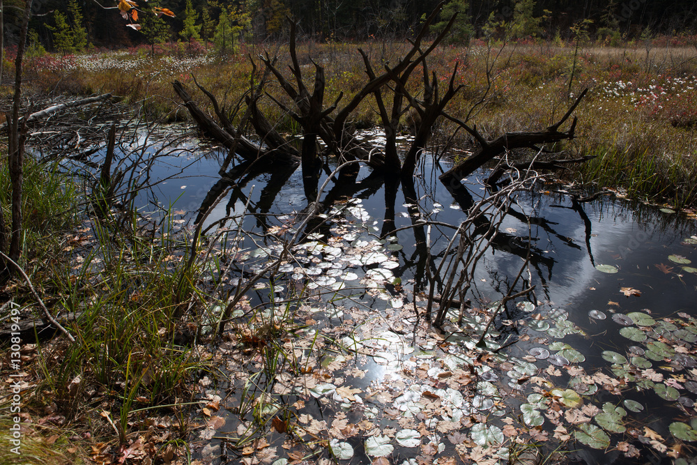 Walden Pond forest Stock Photo | Adobe Stock