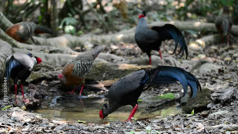 National bird of Thailand,Siamese fireback . Thirsty birds ,male and ...
