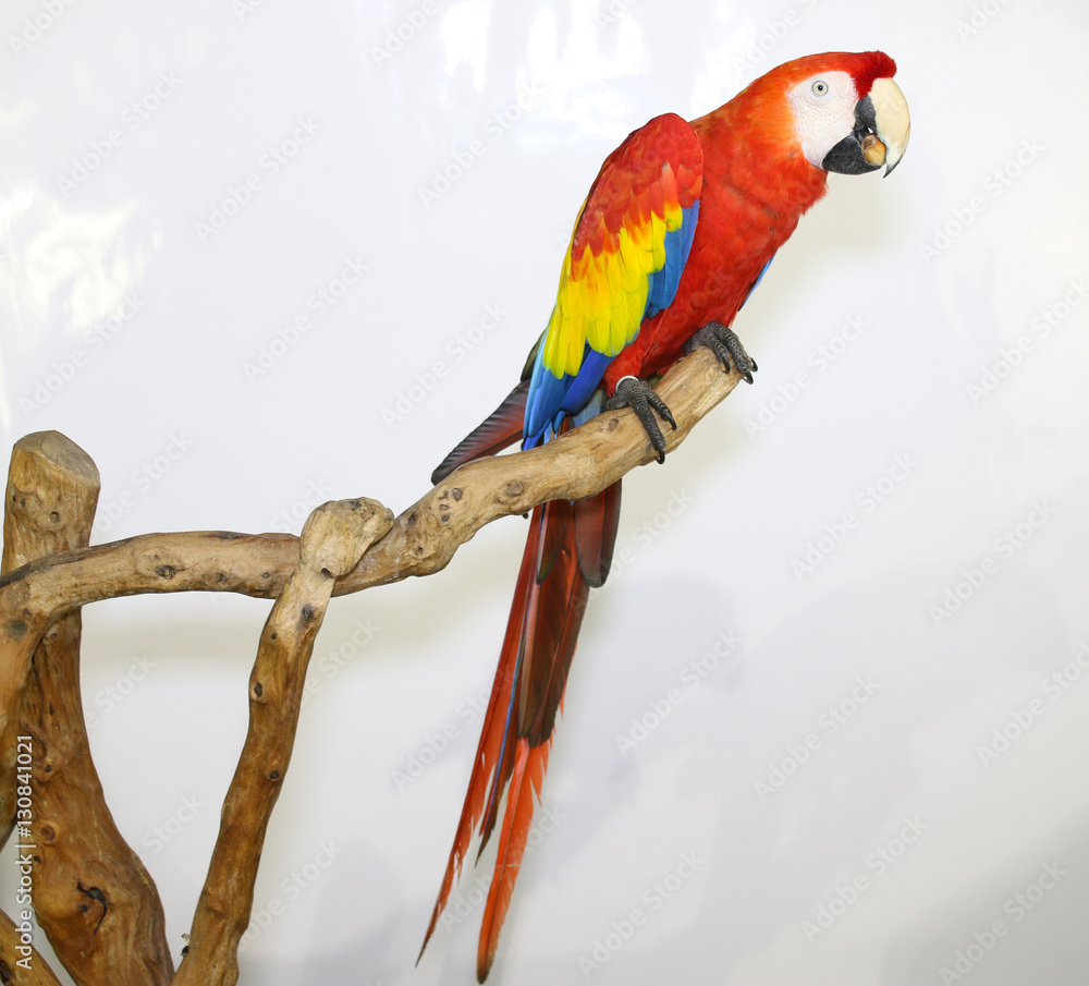 White Scarlet Macaw