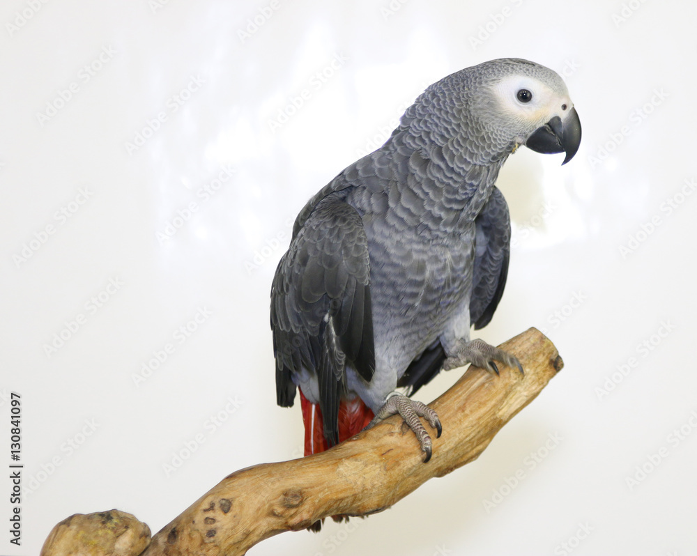 Colorful parrot landed on branch, isolated on white, African grey ...