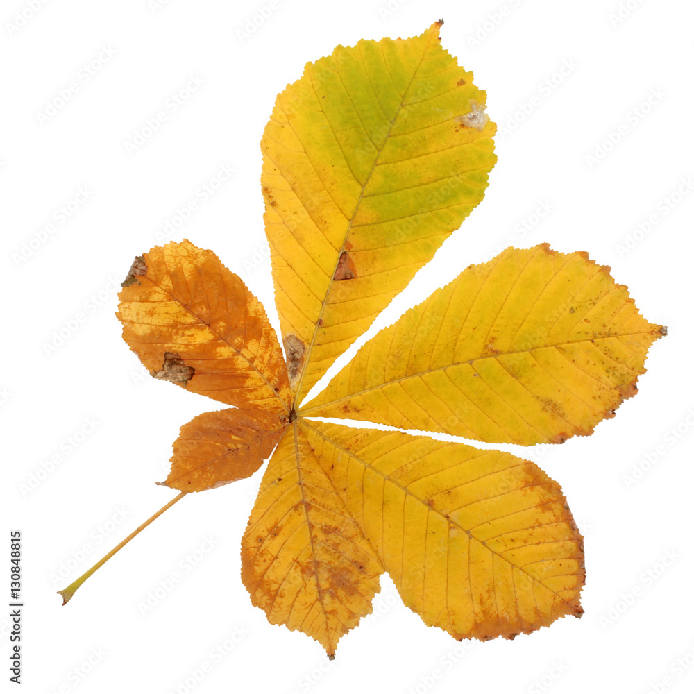 Feuille de marronnier Photos | Adobe Stock