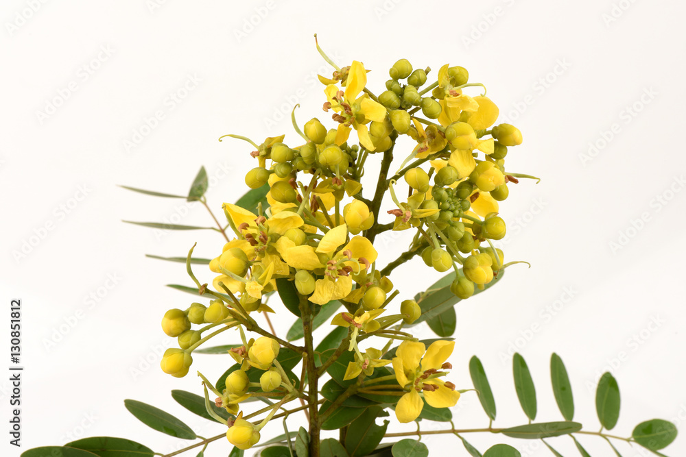 Siamese senna, Siamese cassia, Cassod tree, Thai copperpod (Senna ...