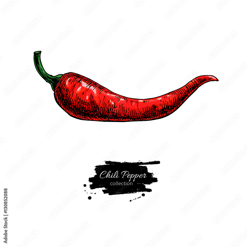 Chili Pepper hand drawn vector illustration. Vegetable object. Isolated ...