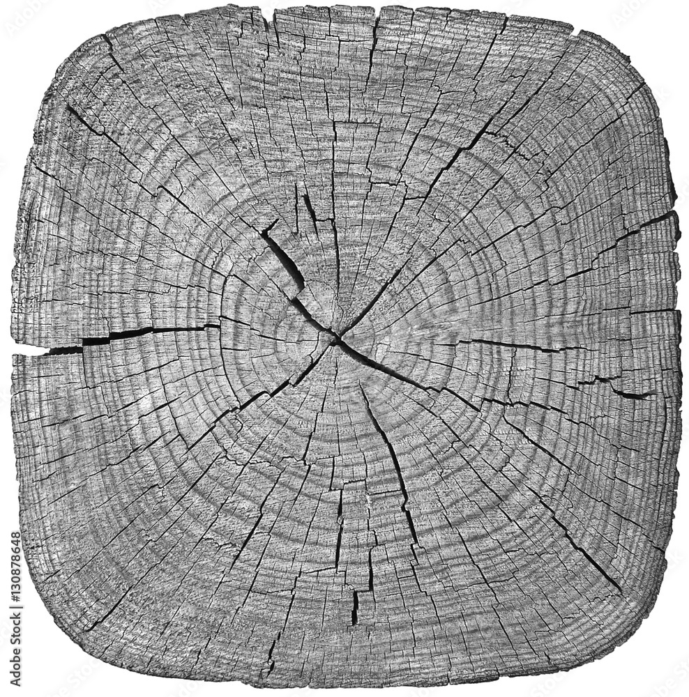 Cross section of tree trunk showing growth rings on white background ...