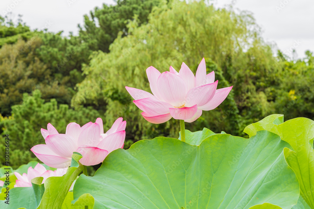 The Lotus Flower.Background is the lotus leaf and lotus flower and tree ...