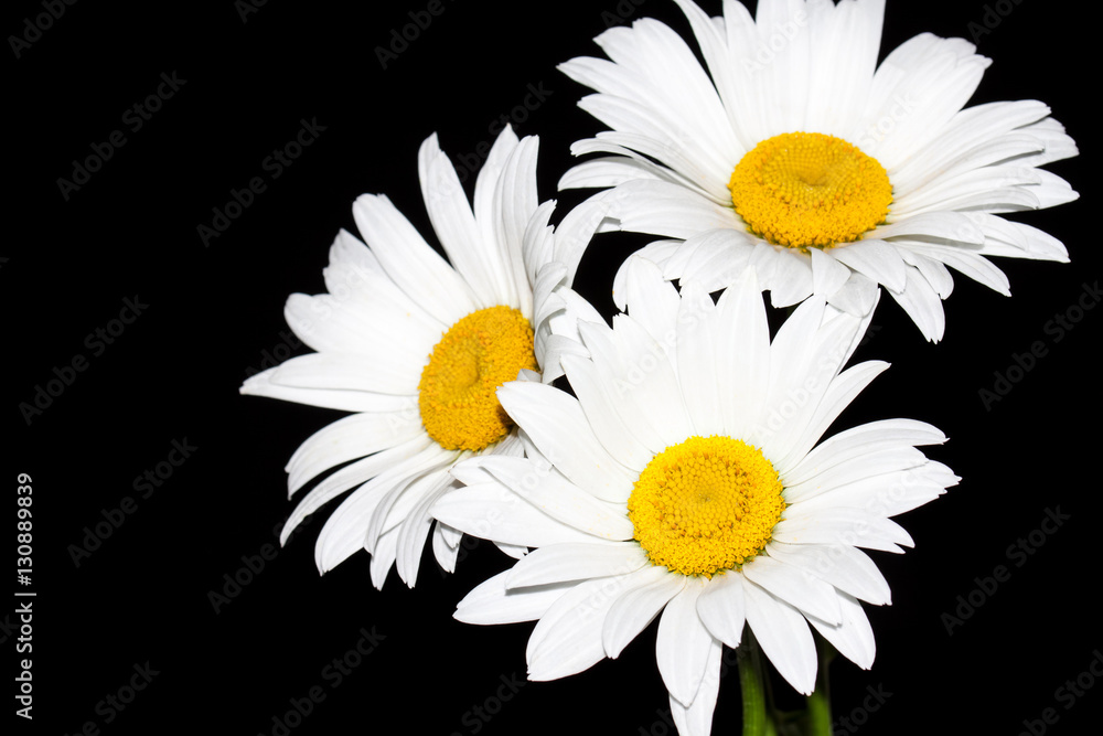 Daisy Black Background