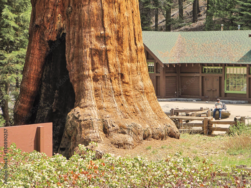 The huge Sequoia trees compared with a house (man is not recognizable ...