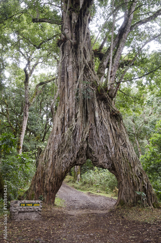 figuier étrangleur, Ficus thonningii, Fig Tree arch, Mont Meru, parc ...