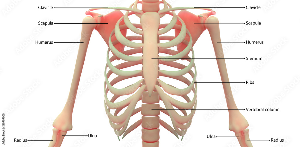 Human Skeleton Anatomy (Ribs) Stock Illustration | Adobe Stock