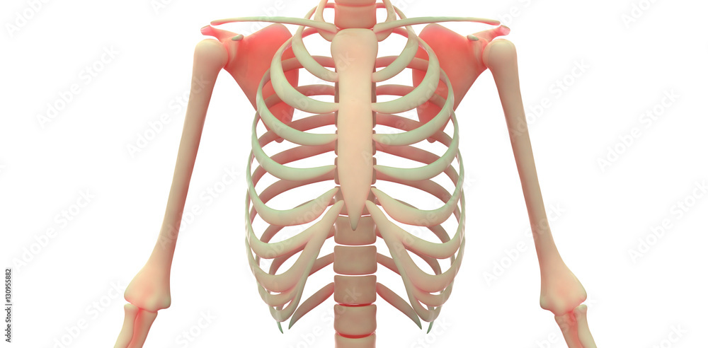 Human Skeleton Anatomy (Ribs) Stock Illustration | Adobe Stock