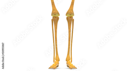Human Skeleton Leg joints Anatomy (Femur, Fibula and Tibia) Stock ...