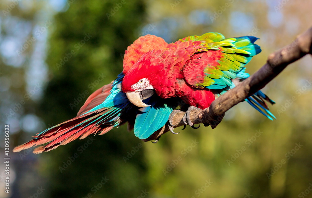 The green-winged macaw, also known as the red-and-green , is a large ...