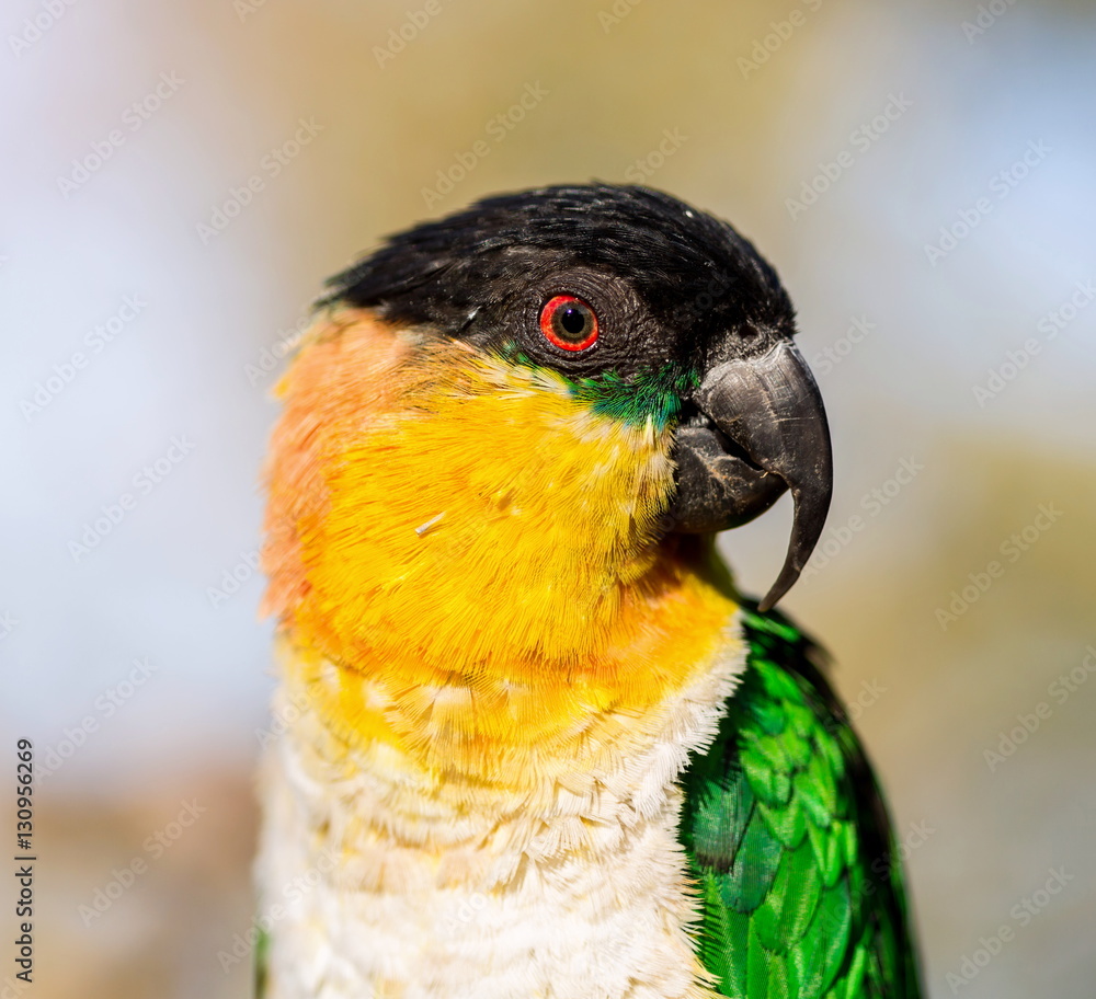 The caiques are species of parrots in the genus Pionites. They are ...