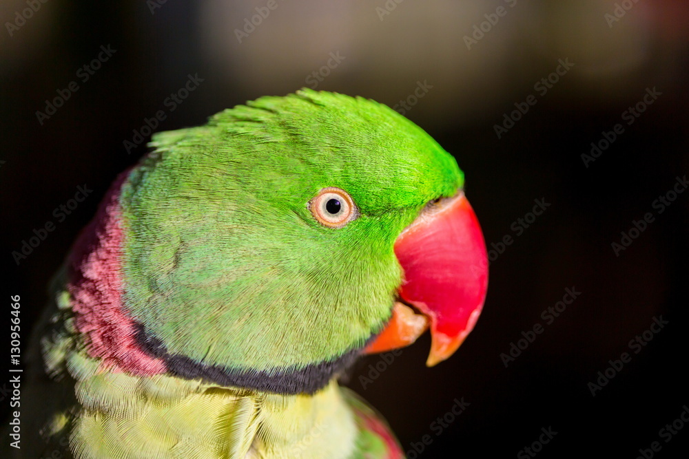 The Alexandrine parakeet or Alexandrian parrot. It is named after ...