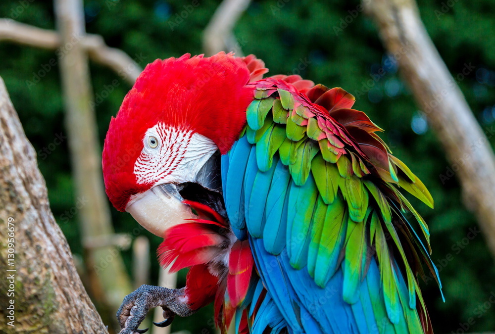 The green-winged macaw, also known as the red-and-green , is a large ...
