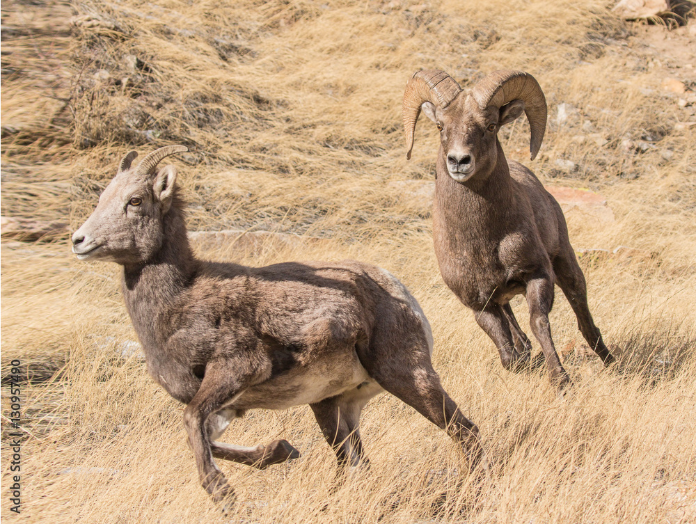 Chasing Ewe - A bighorn ram pursues a ewe in estrous and is ready to ...