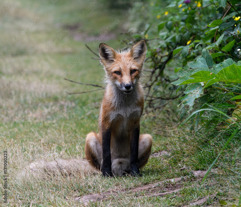 Red Fox in Summer Stock-Foto | Adobe Stock