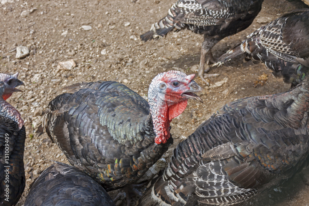 domesticated turkeys, having bald head and red wattles. Stock Photo ...