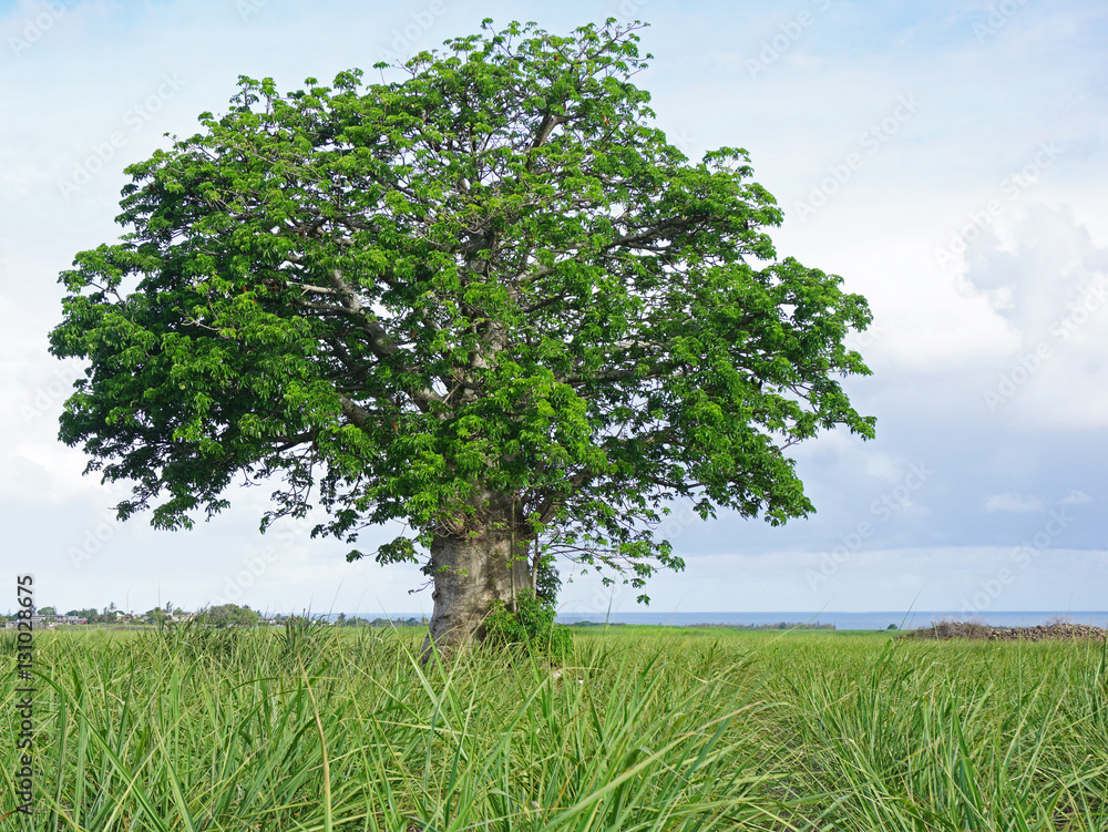 Foto Stock Baobab tree in mauritius | Adobe Stock