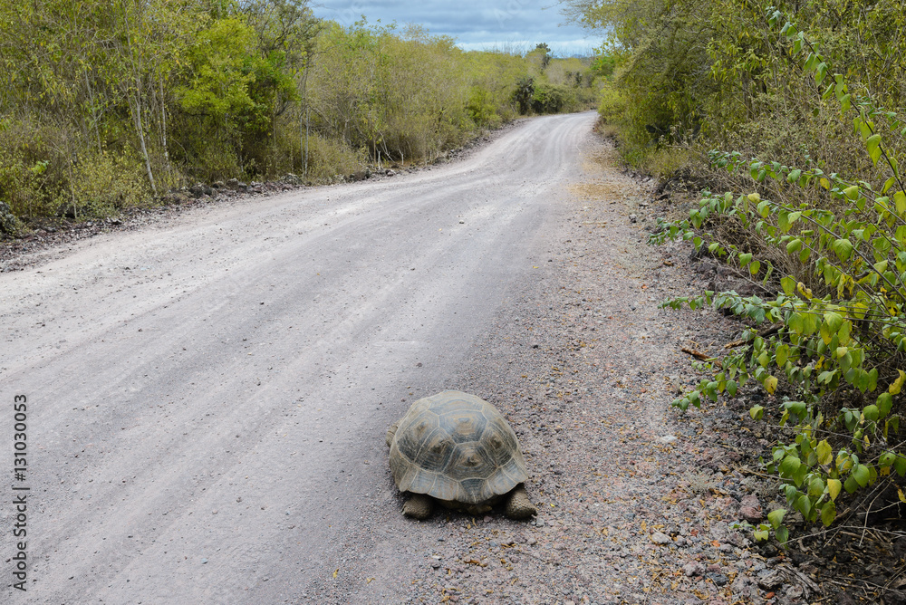 Giant tortoise on the road to the Wall of Tears, Isabela island ...