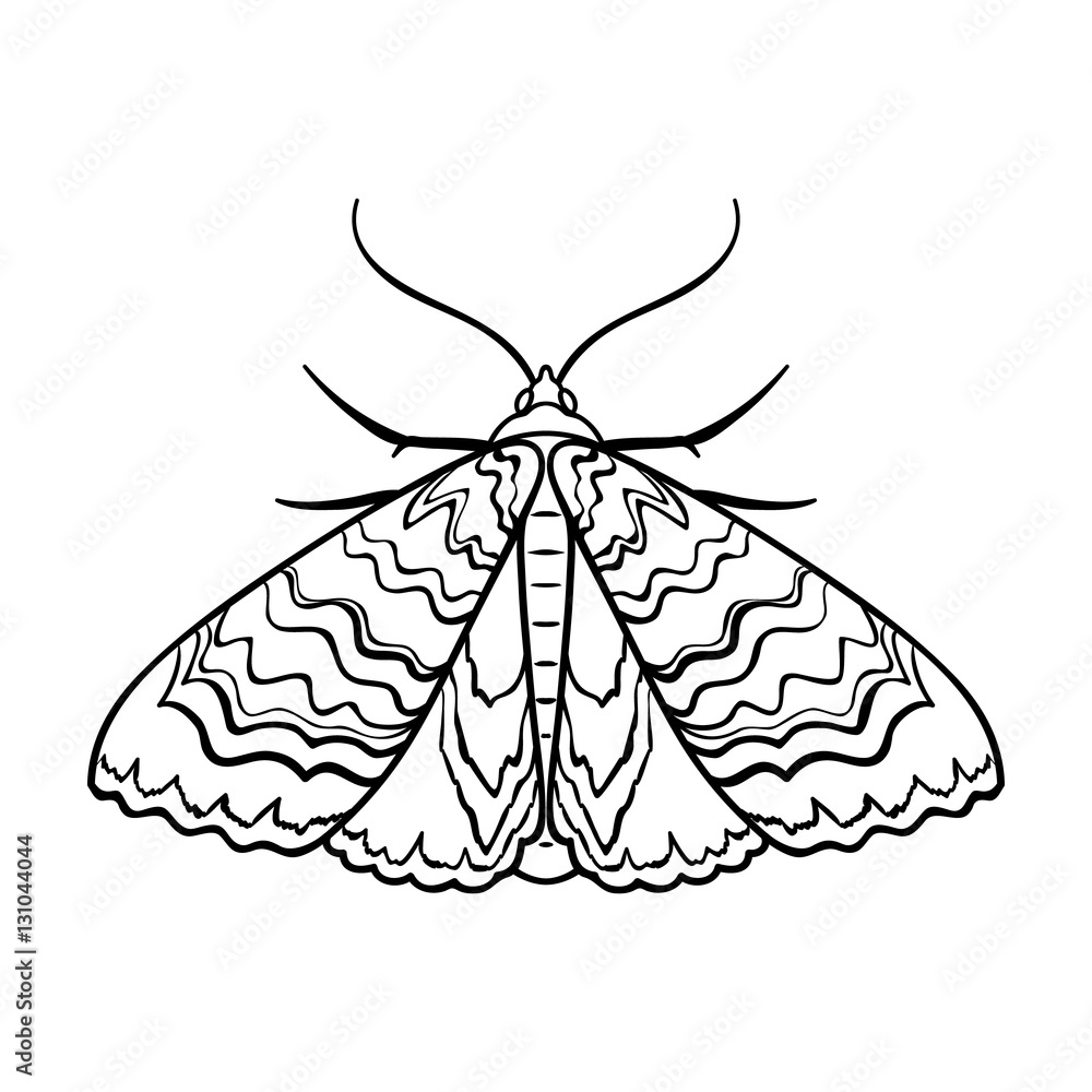 Moth icon in outline style isolated on white background. Insects symbol ...