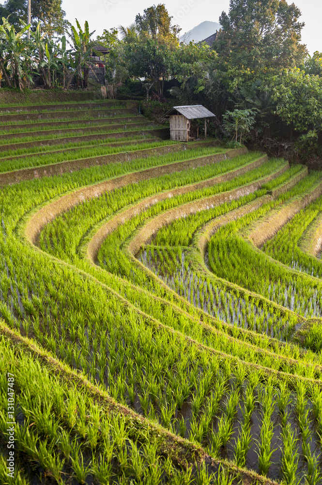 Bali Rice Fields. The village of Belimbing, Bali, boasts some of the ...