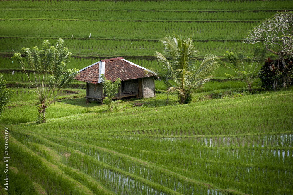 Bali Rice Fields. The village of Belimbing, Bali, boasts some of the ...