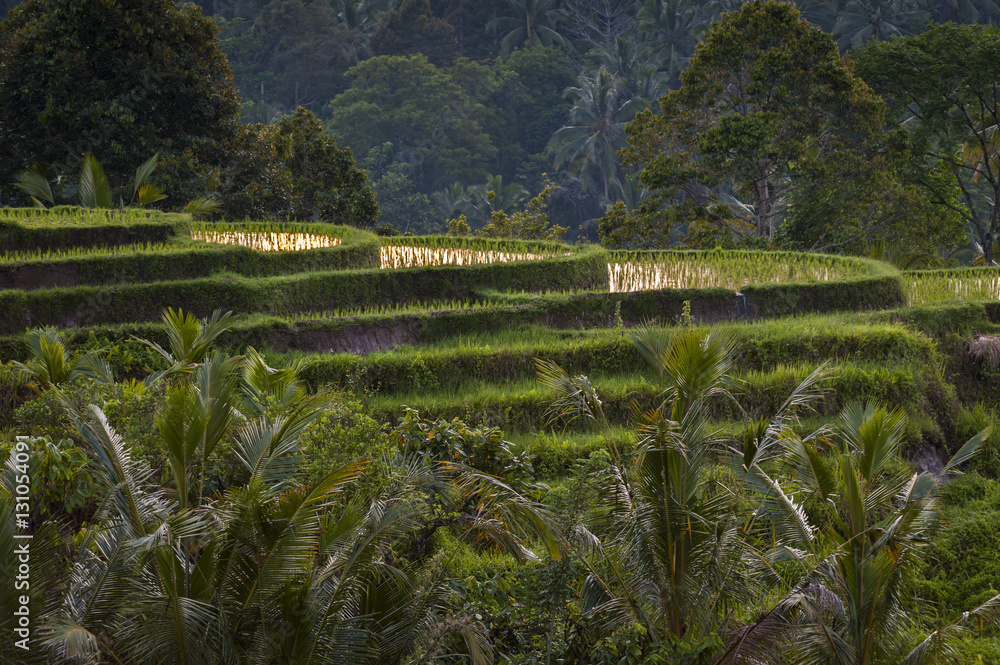 Bali Rice Fields. The village of Belimbing, Bali, boasts some of the ...