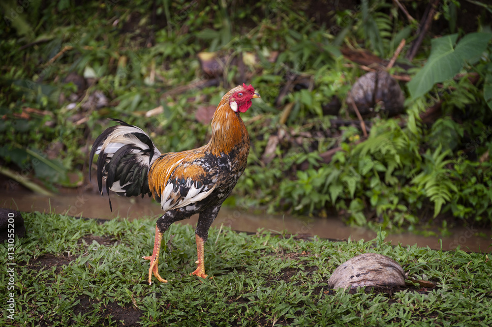 Colorful Rooster. A rooster roams the rice fields of Bali, Indonesia ...