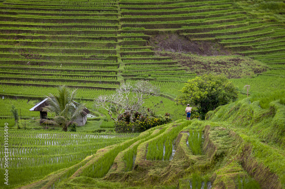 Bali Rice Fields. The village of Belimbing, Bali, boasts some of the ...
