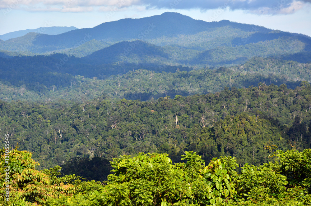 Primary rainforest scenery in Danum Valley Conservation Area, Sabah ...