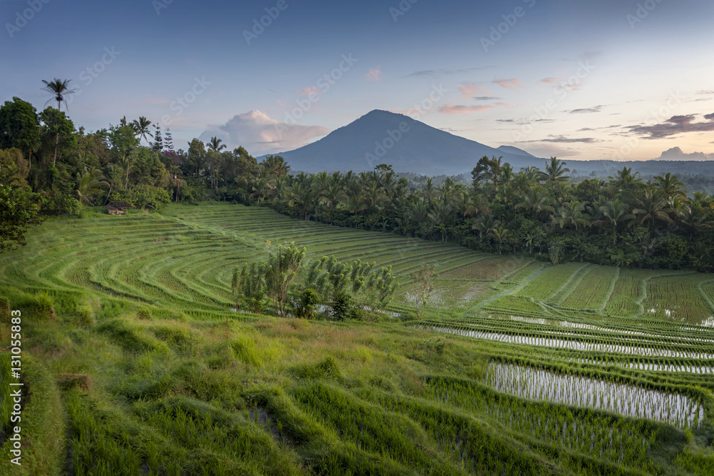 Bali Rice Fields. The village of Belimbing, Bali, boasts some of the ...