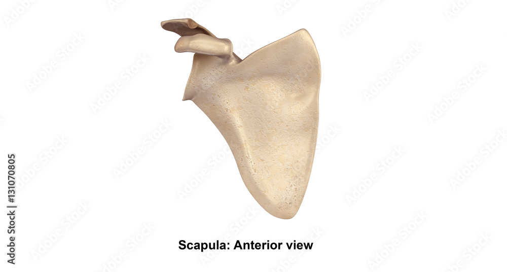Scapula Stock Illustration | Adobe Stock