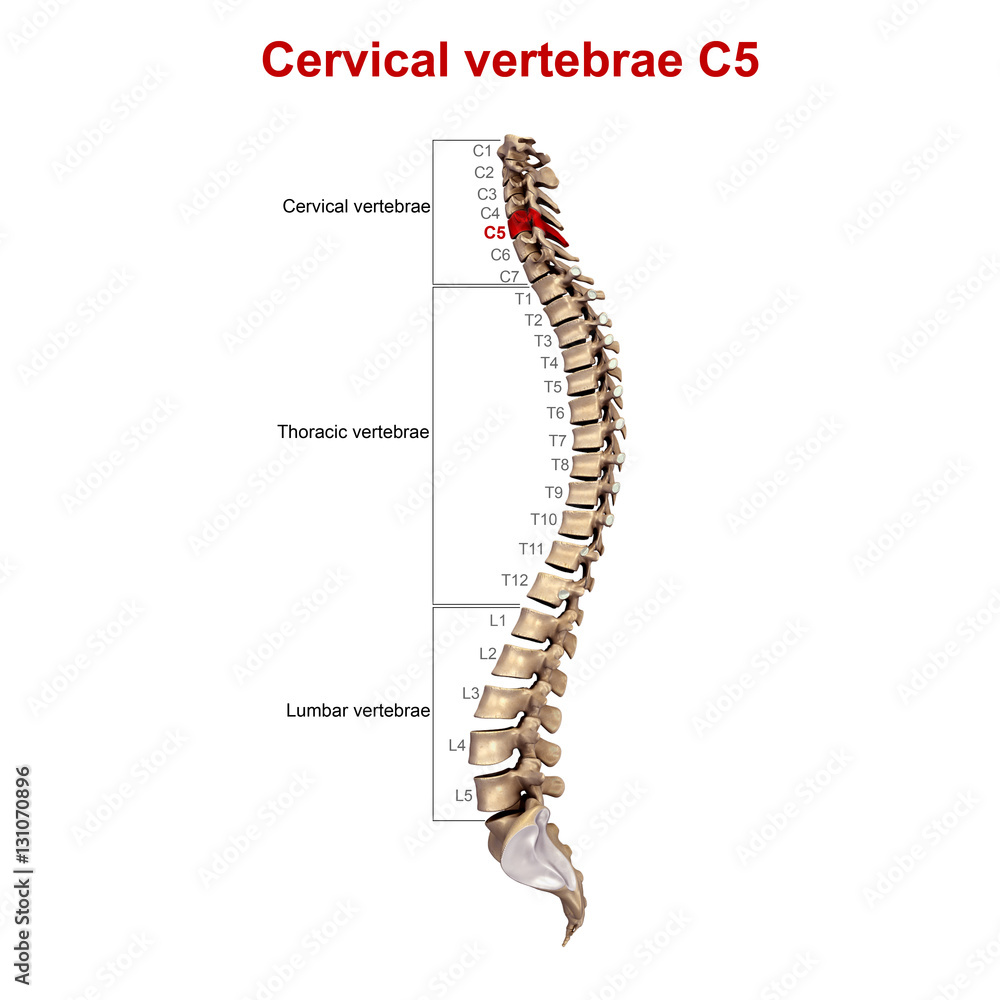 Cervical vertebrae C5 Stock Illustration | Adobe Stock
