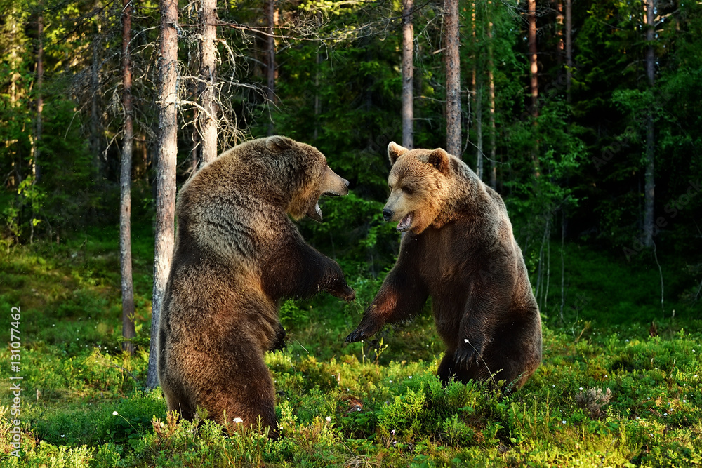 Brown bear fight. Brown bear aggression. Stock Photo | Adobe Stock