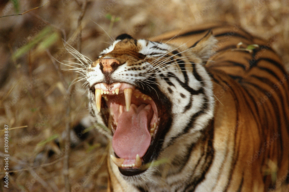 Bengal tiger yawning / jaws open showing teeth, Asia Stock Photo ...
