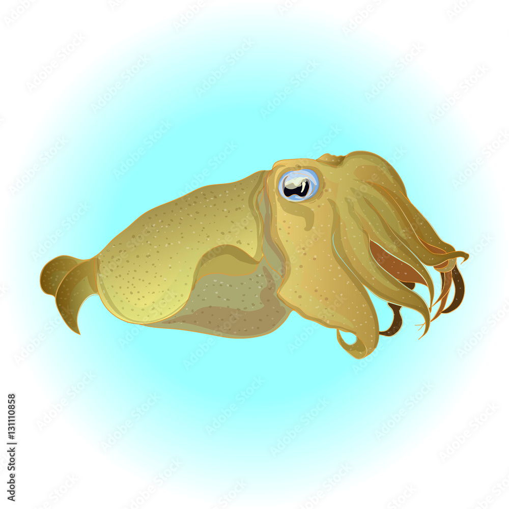 Cuttlefish vector drawing Stock Photo | Adobe Stock