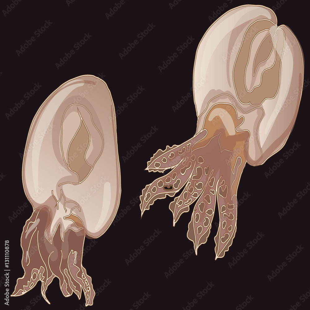 Cuttlefish vector drawing. Stock Photo | Adobe Stock