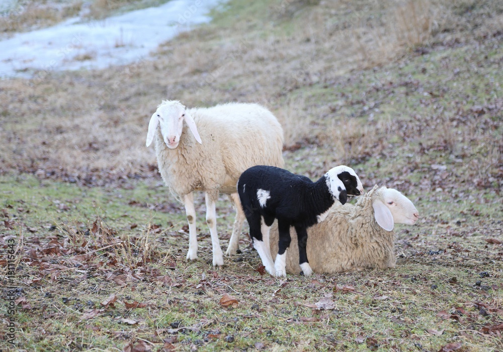 Sheep family with father mother and lamb Stock Photo | Adobe Stock
