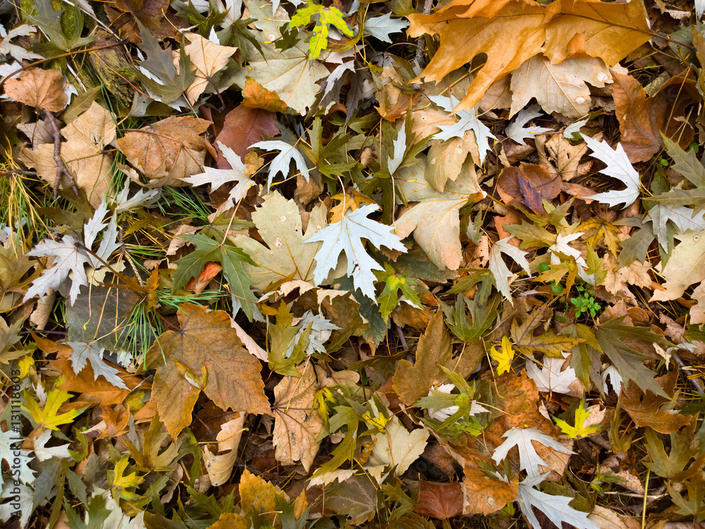 Autumn leaf. Stock-Foto | Adobe Stock