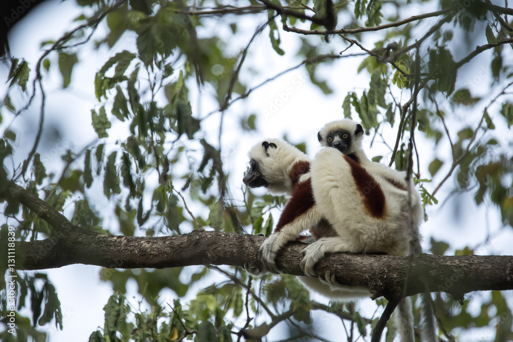 rare lemur Crowned Sifaka, Propithecus Coquerel, a female with a cub ...
