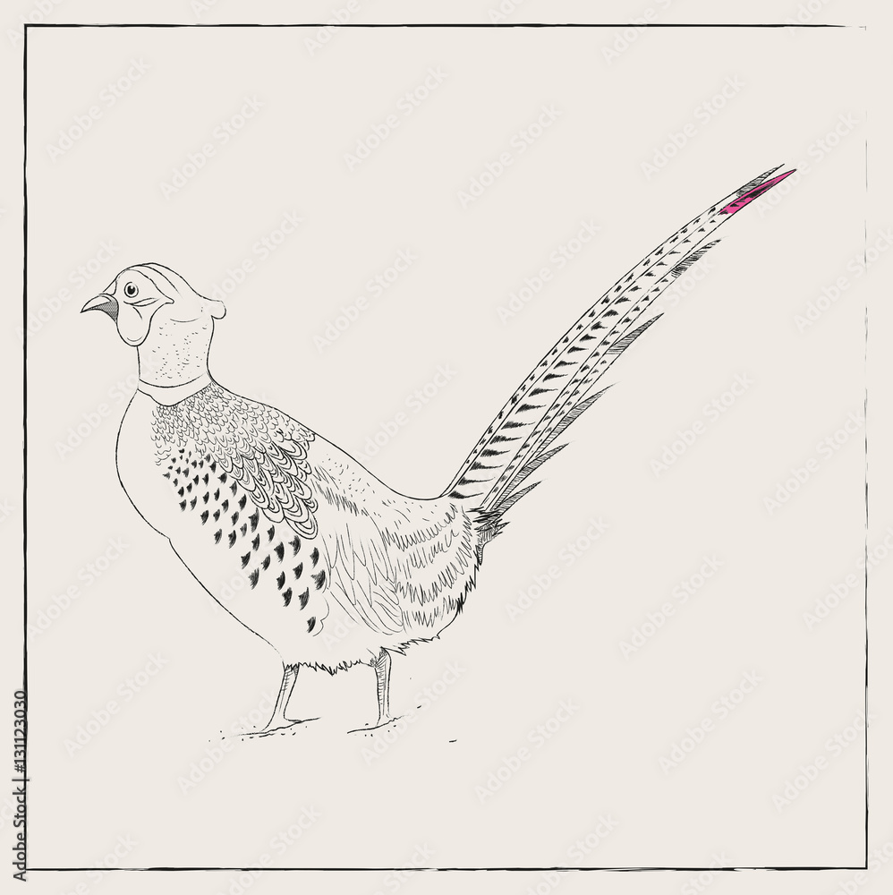 Pheasant Hand Drawn Pencil Sketch Illustration Stock Vector | Adobe Stock