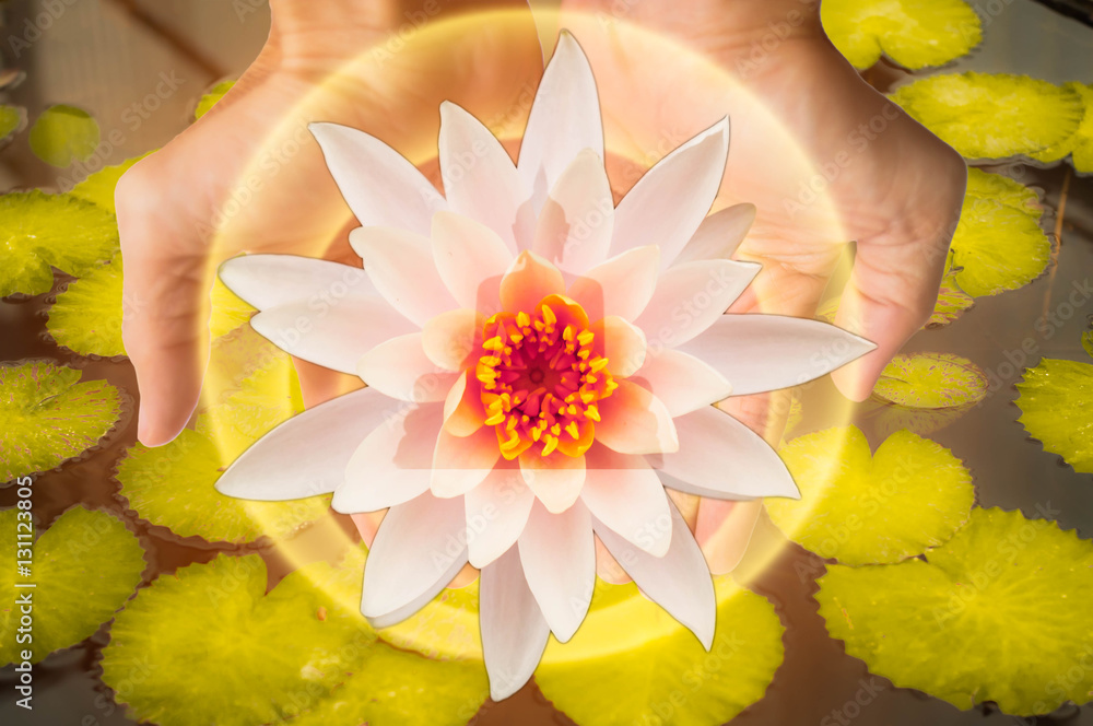 Foto Stock Prayer hands holding Pink Lotus flower,Meditation or relax ...