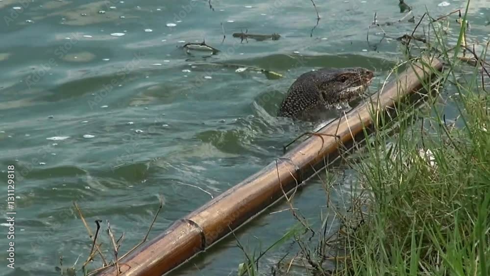 Two Asian Water Monitor lizards (Varanus salvator), fight over a large ...